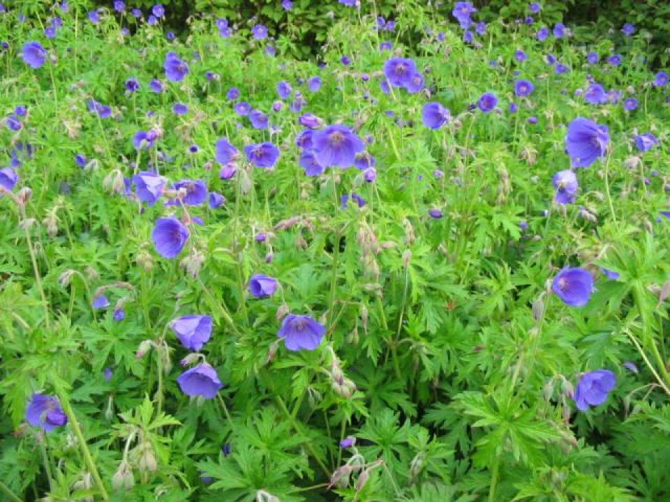 Geranium 'Brookside' - Ooievaarsbek | De Tuinen van Appeltern