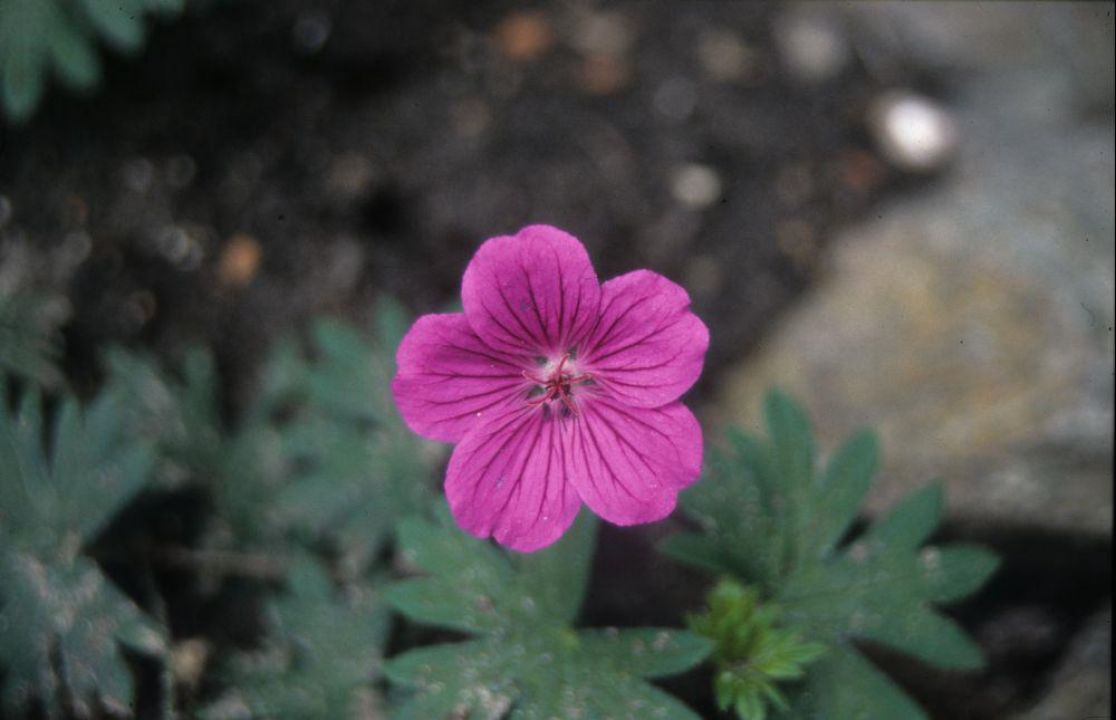 Geranium 'Diva' - Ooievaarsbek | De Tuinen van Appeltern