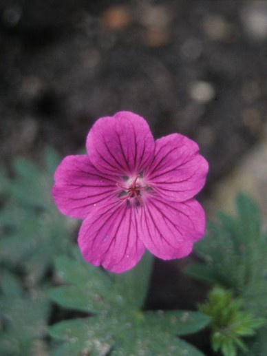 Geranium 'Diva' - Ooievaarsbek | De Tuinen van Appeltern