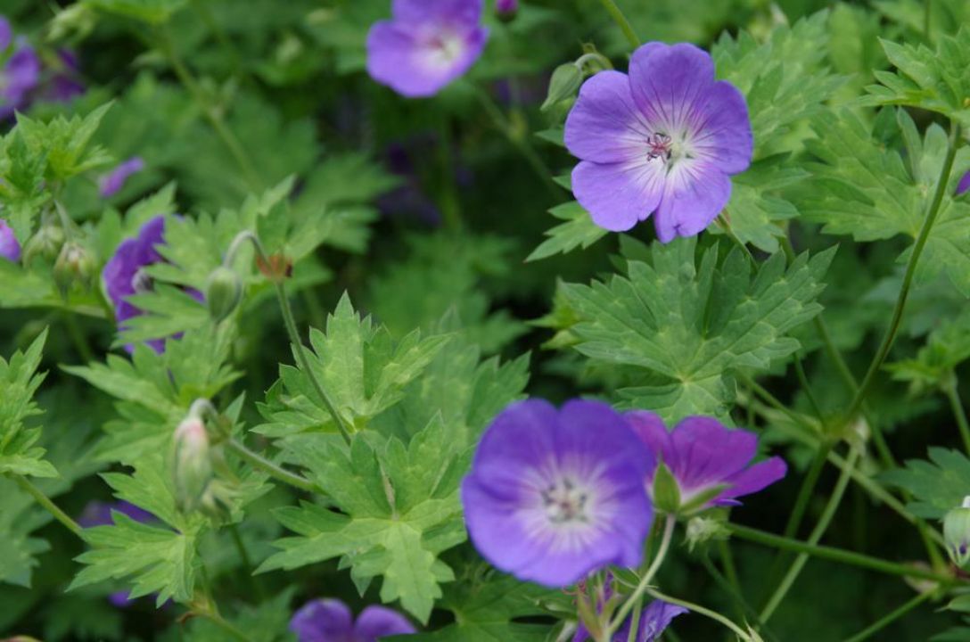 Geranium 'Gerwat' (= 'Rozanne') - Ooievaarsbek | De Tuinen van Appeltern