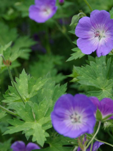 Geranium 'Gerwat' (= 'Rozanne') - Ooievaarsbek | De Tuinen van Appeltern