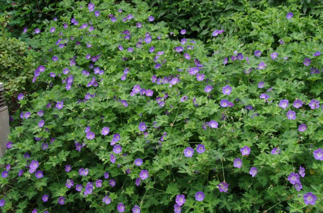 Geranium 'Gerwat' (= 'Rozanne') - Ooievaarsbek | De Tuinen van Appeltern