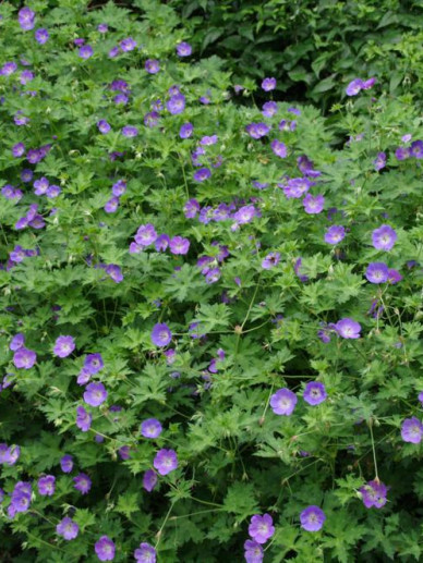 Geranium 'Gerwat' (= 'Rozanne') - Ooievaarsbek | De Tuinen van Appeltern