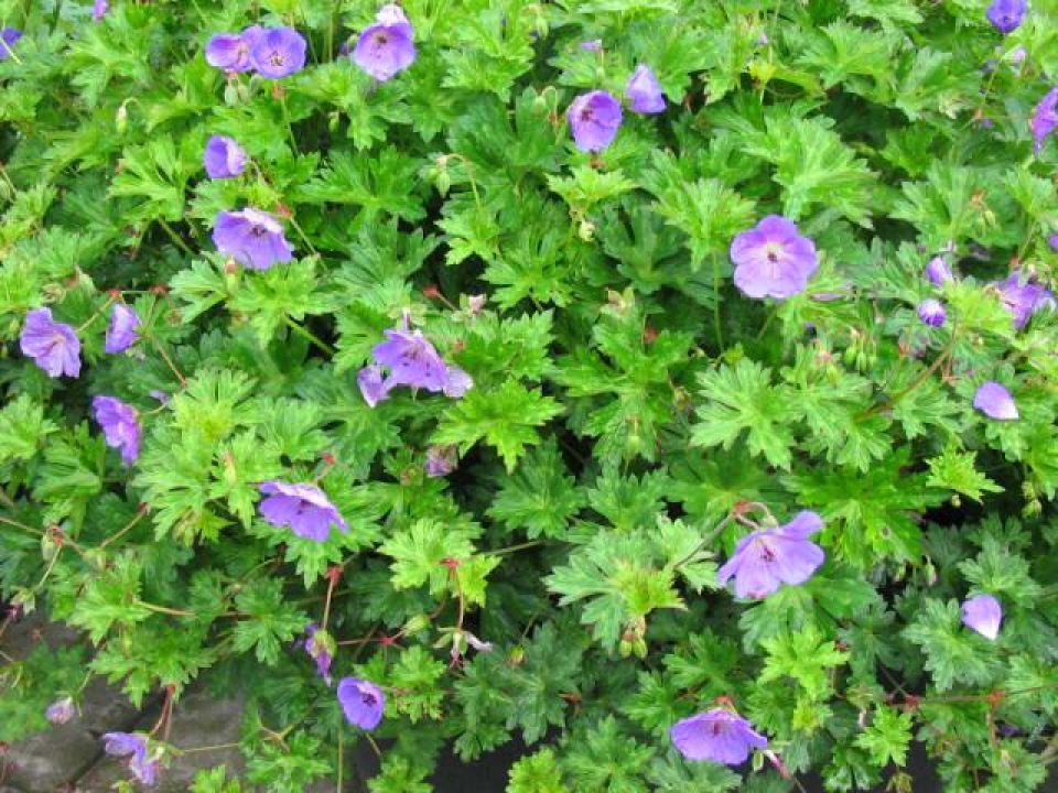 Geranium 'Gerwat' (= 'Rozanne') - Ooievaarsbek | De Tuinen van Appeltern