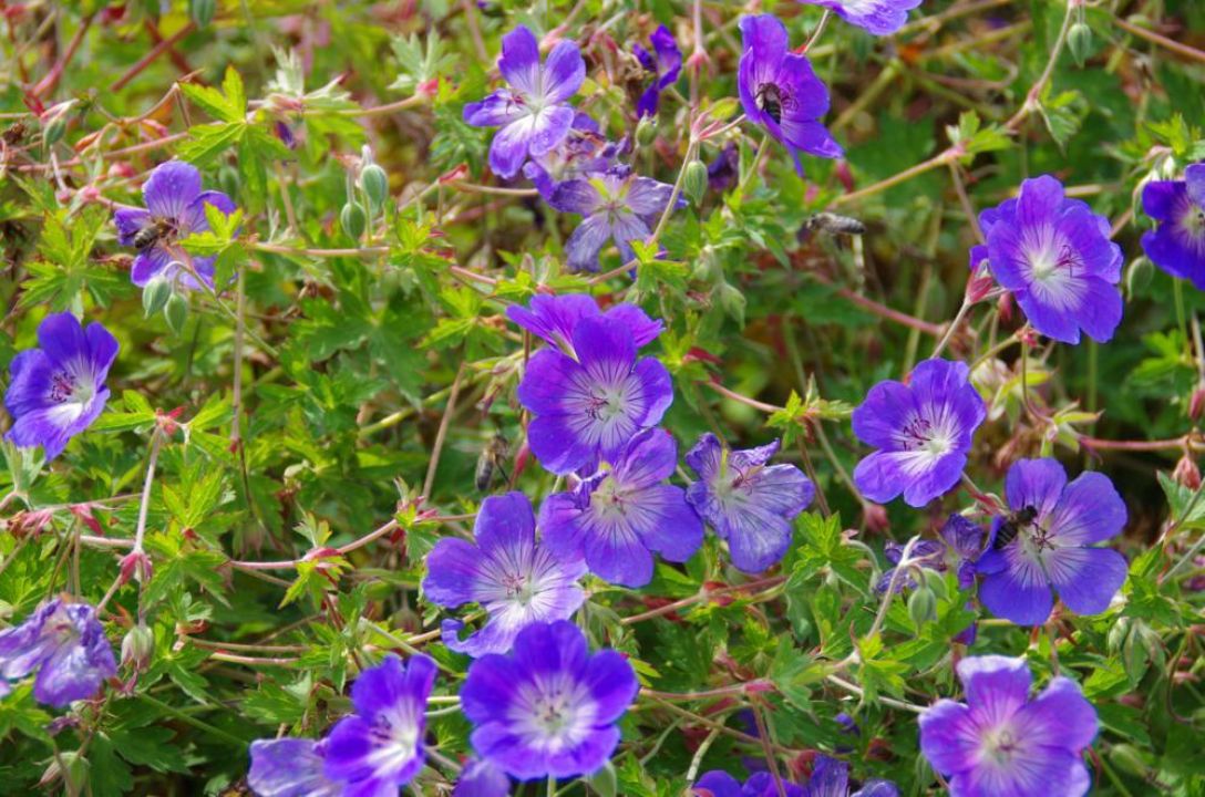 Geranium 'Gerwat' (= 'Rozanne') - Ooievaarsbek | De Tuinen van Appeltern