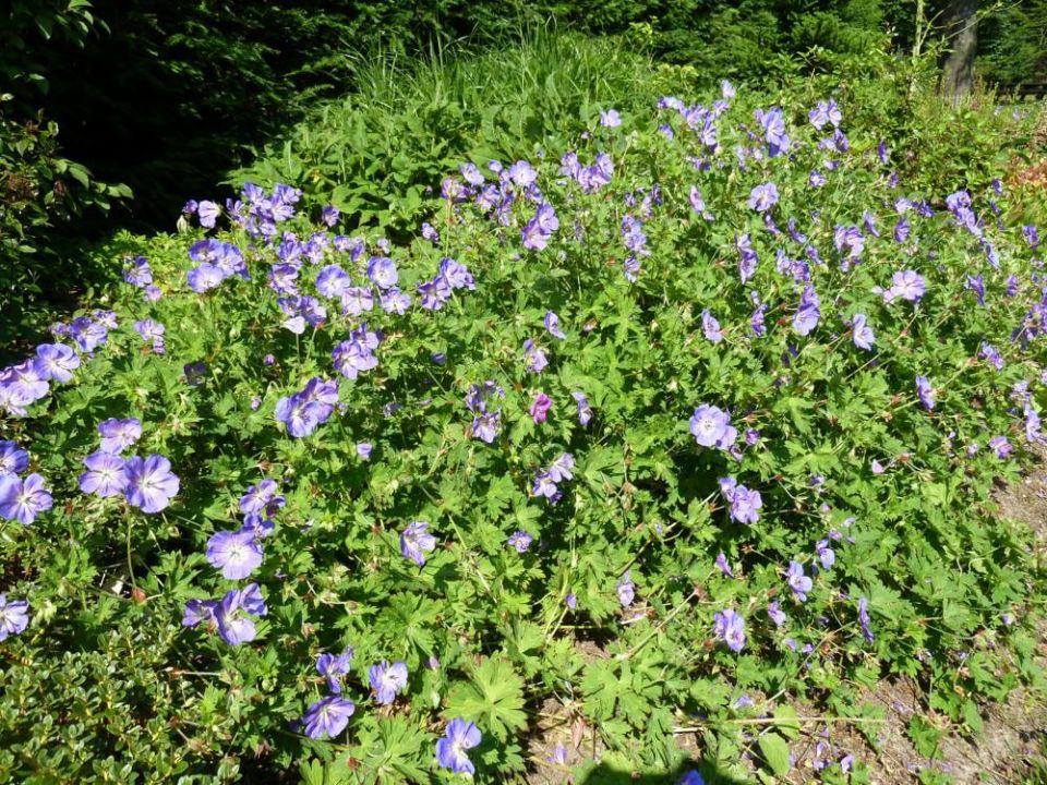 Geranium Gerwat Rozanne Ooievaarsbek De Tuinen Van Appeltern