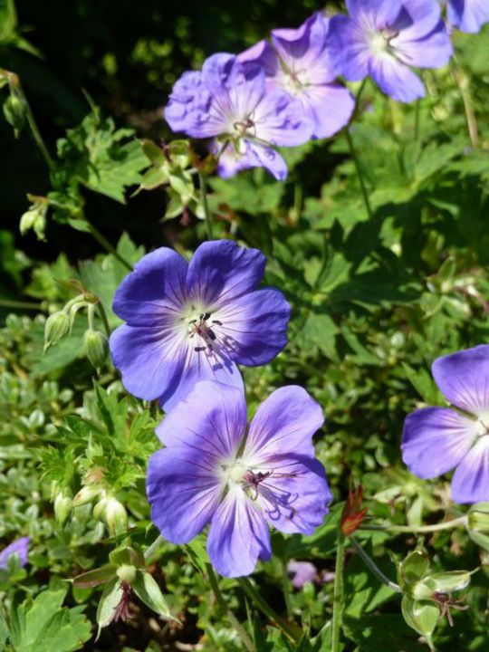 Geranium 'Gerwat' (= 'Rozanne') - Ooievaarsbek | De Tuinen van Appeltern