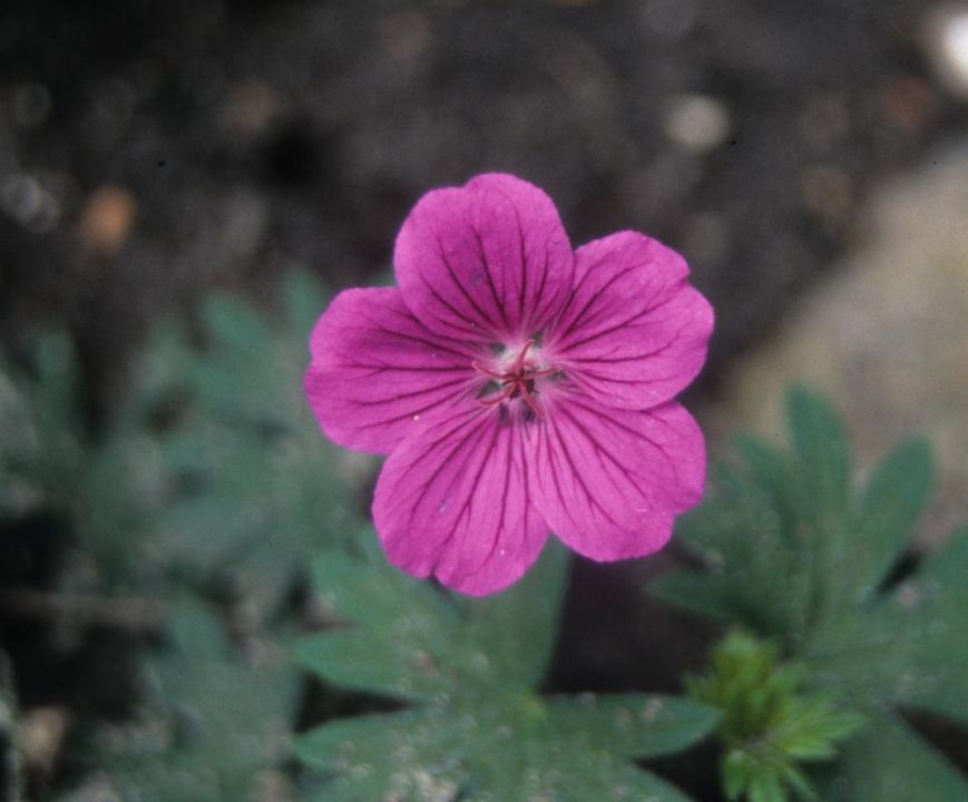 Geranium 'Khan' - Ooievaarsbek | De Tuinen van Appeltern
