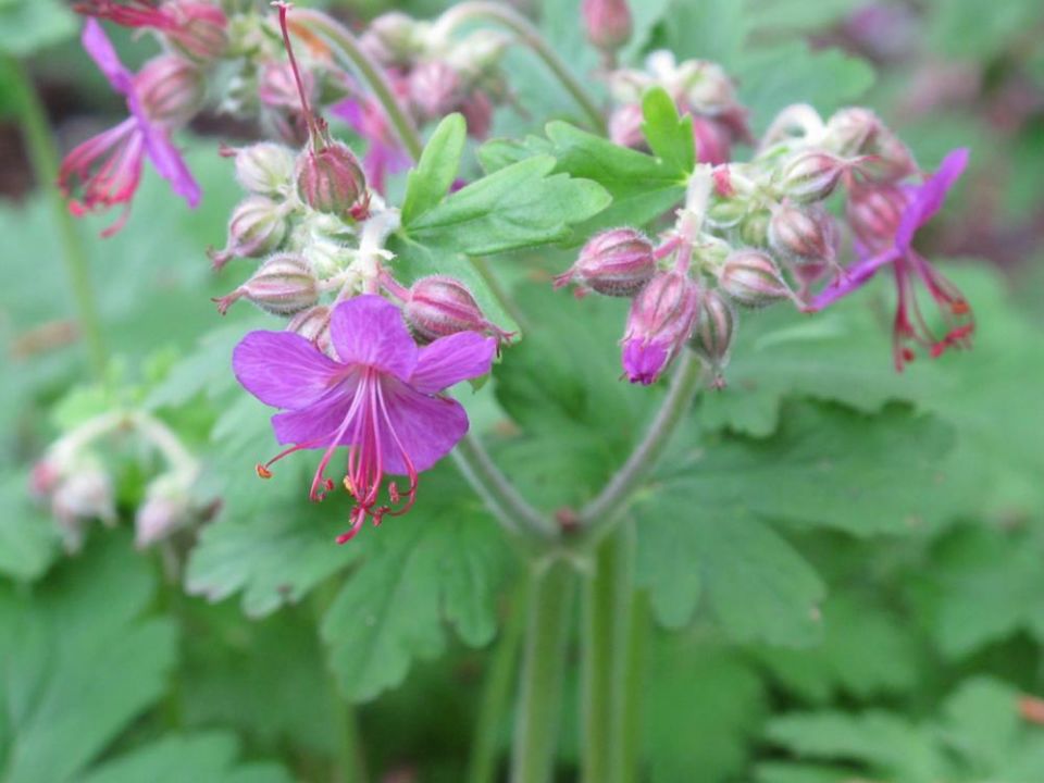 Geranium macrorrhizum 'Bevan's Variety' - Ooievaarsbek | De Tuinen van ...