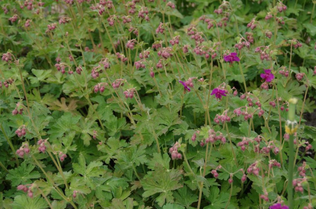 Geranium macrorrhizum 'Bevan's Variety' - Ooievaarsbek | De Tuinen van ...