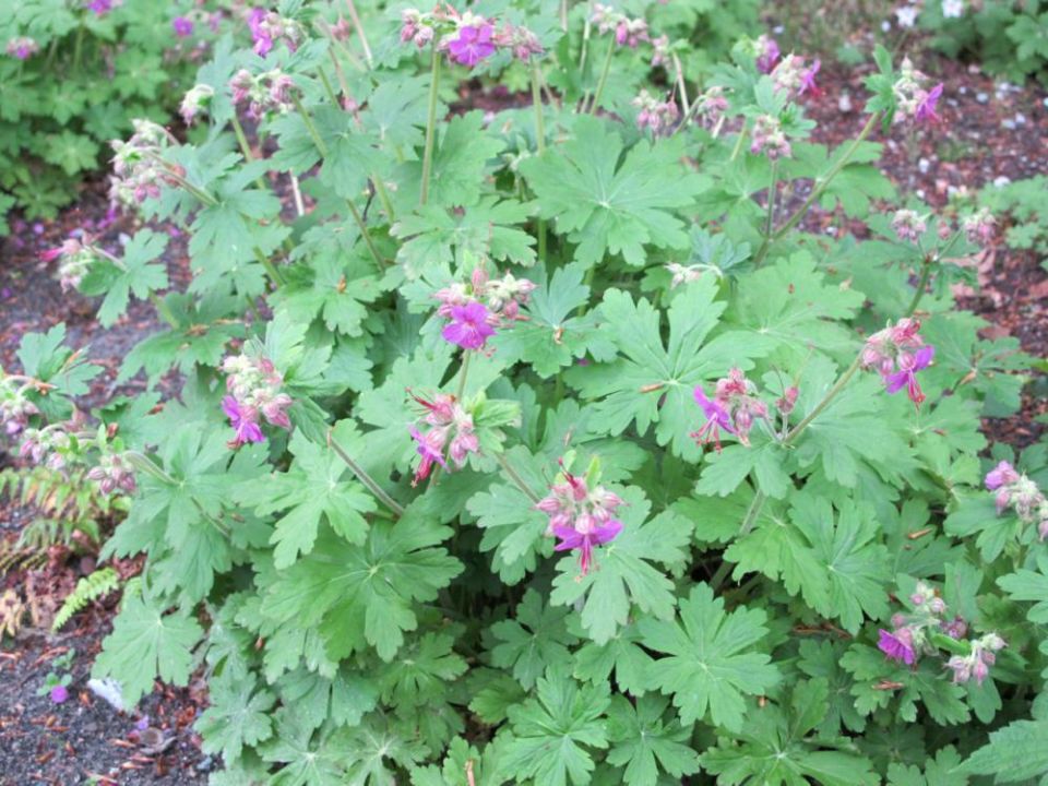 Geranium macrorrhizum 'Bevan's Variety' - Ooievaarsbek | De Tuinen van ...