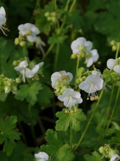 Geranium macrorrhizum 'White Ness' - Ooievaarsbek | De Tuinen van Appeltern