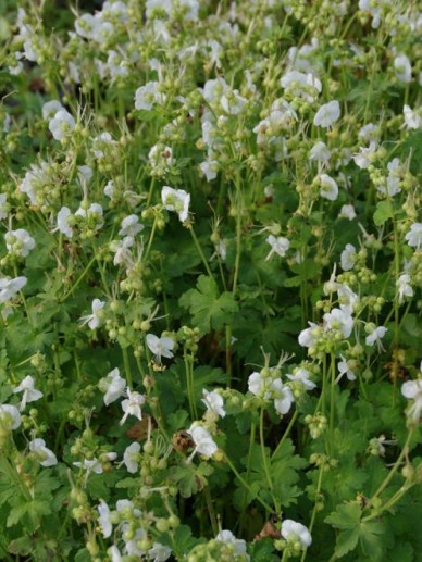 Geranium macrorrhizum 'White Ness' - Ooievaarsbek | De Tuinen van Appeltern