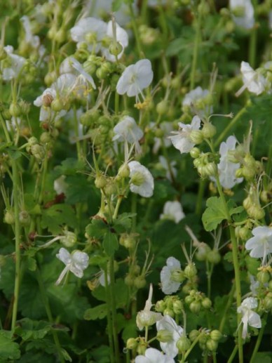 Geranium macrorrhizum 'White Ness' - Ooievaarsbek | De Tuinen van Appeltern