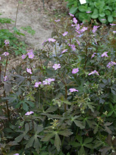 Geranium maculatum 'Elizabeth Ann' - Ooievaarsbek | De Tuinen van Appeltern
