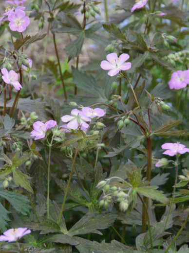Geranium maculatum 'Elizabeth Ann' - Ooievaarsbek | De Tuinen van Appeltern