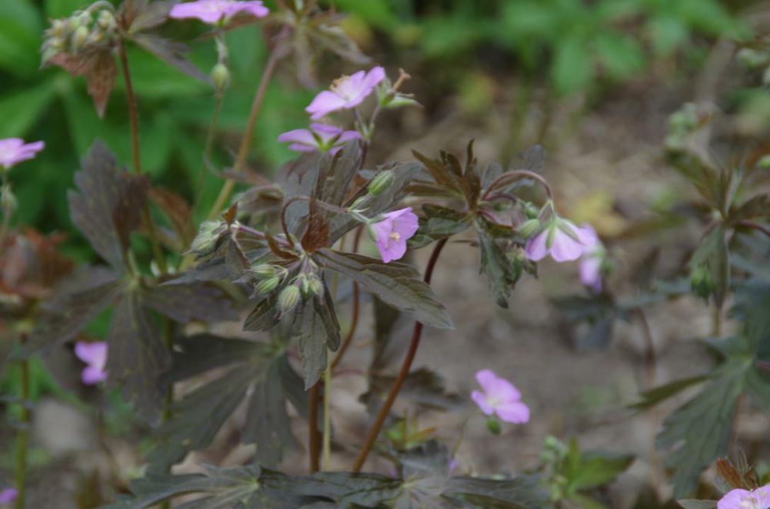Geranium maculatum 'Elizabeth Ann' - Ooievaarsbek | De Tuinen van Appeltern