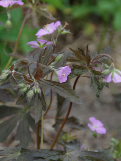 Geranium maculatum 'Elizabeth Ann' - Ooievaarsbek | De Tuinen van Appeltern