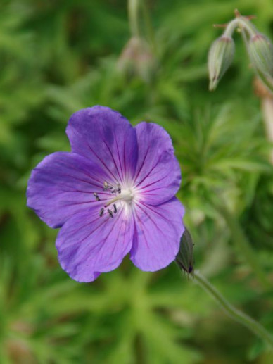 Geranium 'Orion' - Ooievaarsbek | De Tuinen van Appeltern
