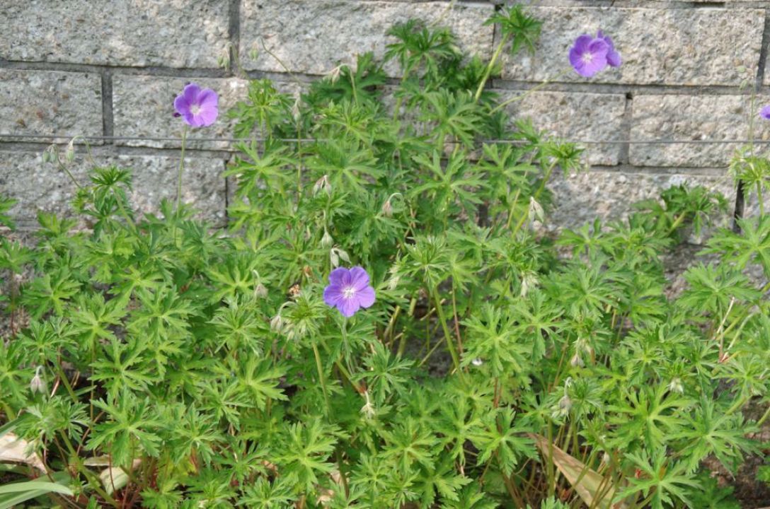 Geranium 'Orion' - Ooievaarsbek | De Tuinen van Appeltern
