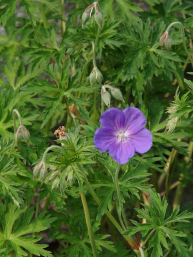 Geranium 'Orion' - Ooievaarsbek | De Tuinen van Appeltern
