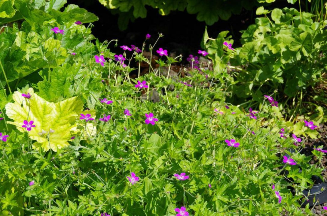 Geranium palustre - Moerasooievaarsbek | De Tuinen van Appeltern