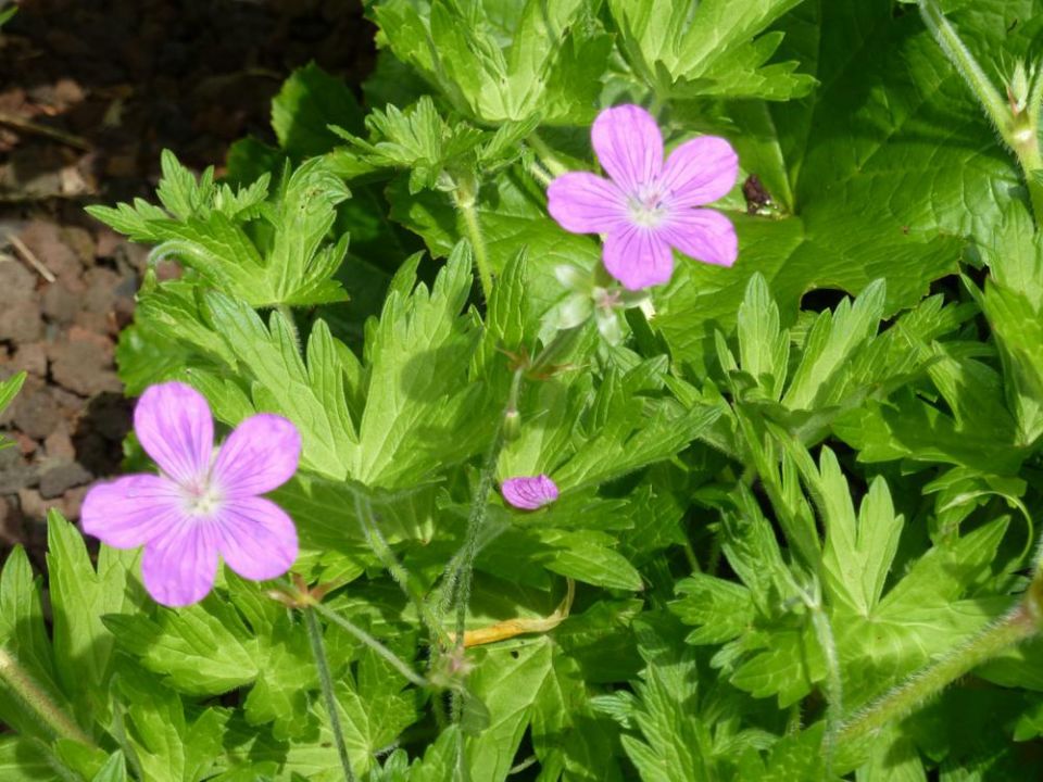 Geranium palustre - Moerasooievaarsbek | De Tuinen van Appeltern