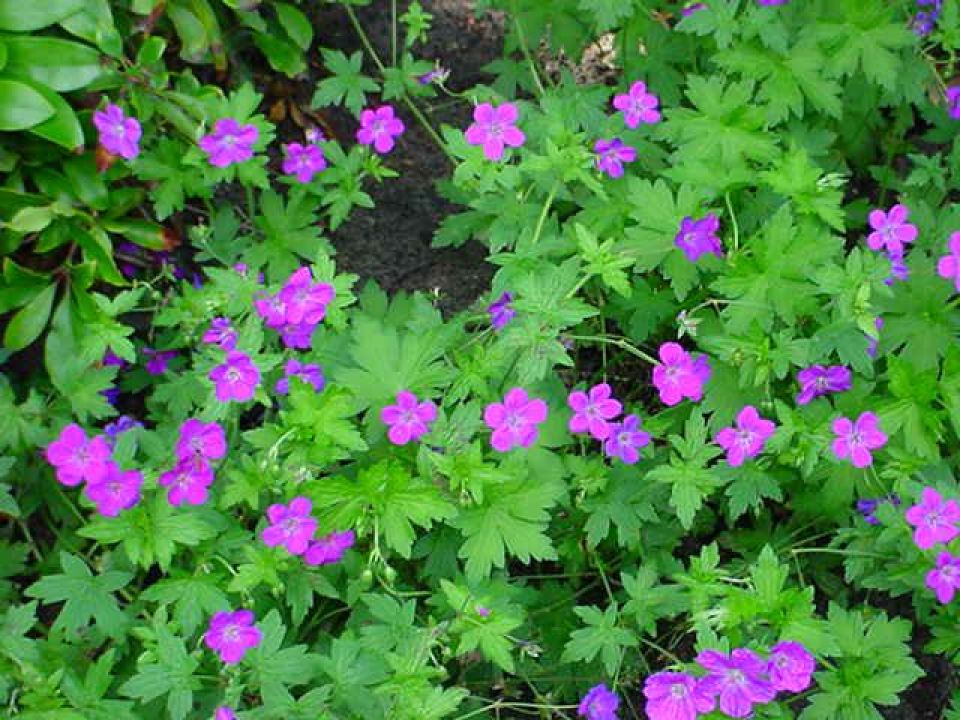 Geranium palustre - Moerasooievaarsbek | De Tuinen van Appeltern