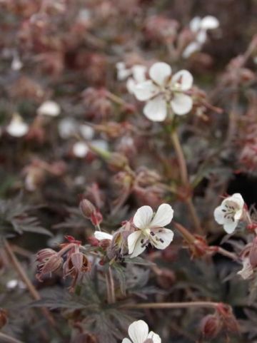 Triangular Tuin | De Tuinen van Appeltern