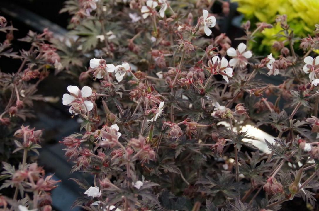 Geranium pratense 'Midnight Ghost' (='Midnightlyona') - Ooievaarsbek | De Tuinen van Appeltern
