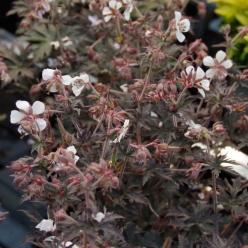Geranium pratense 'Midnight Ghost' (='Midnightlyona') - Ooievaarsbek | De Tuinen van Appeltern