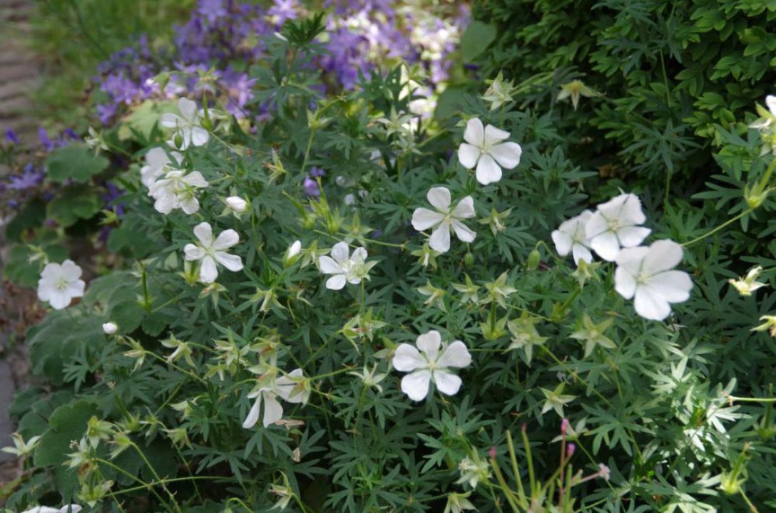 Geranium sanguineum 'Album' - Ooievaarsbek | De Tuinen van Appeltern