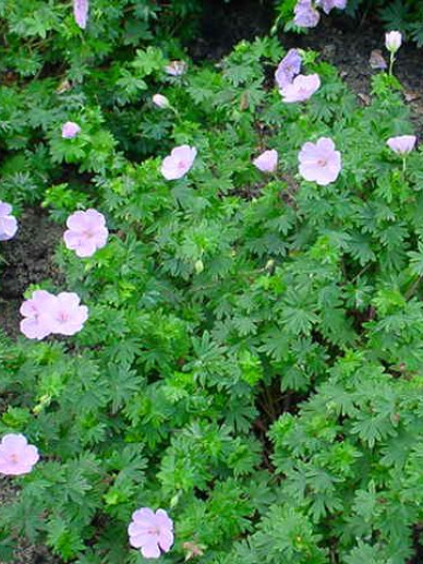 Geranium sanguineum 'Apfelblüte' - Ooievaarsbek | De Tuinen van Appeltern