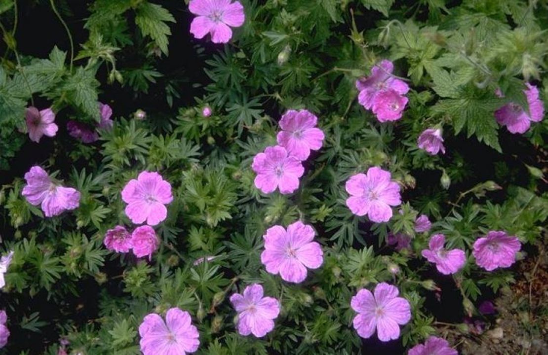 Geranium sanguineum 'Belle of Herterton' - Ooievaarsbek | De Tuinen van ...