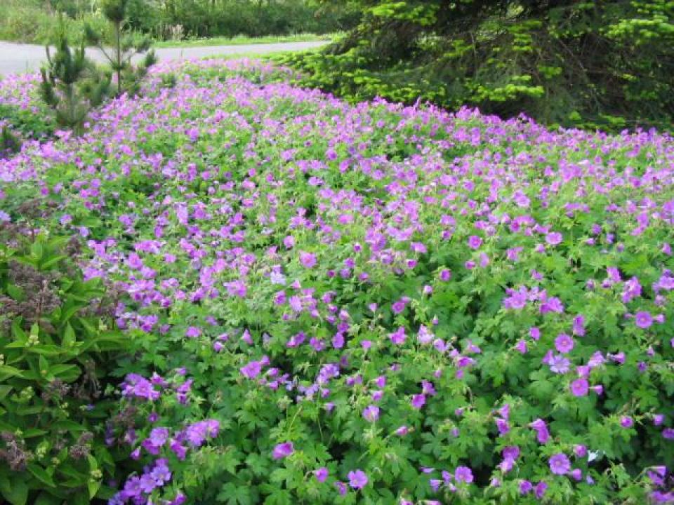 Geranium 'Sirak' - Ooievaarsbek | De Tuinen van Appeltern