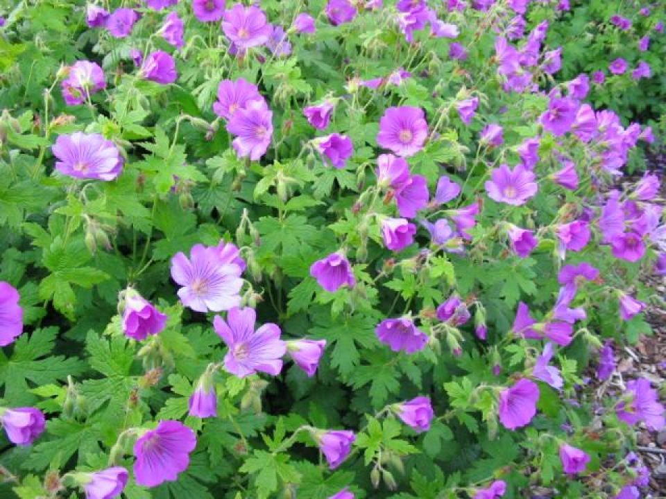 Geranium 'Sirak' - Ooievaarsbek | De Tuinen van Appeltern