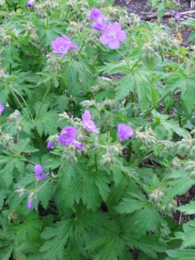 Geranium sylvaticum 'Mayflower' - Ooievaarsbek | De Tuinen van Appeltern