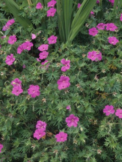 Geranium 'Tiny Monster' - Ooievaarsbek | De Tuinen van Appeltern