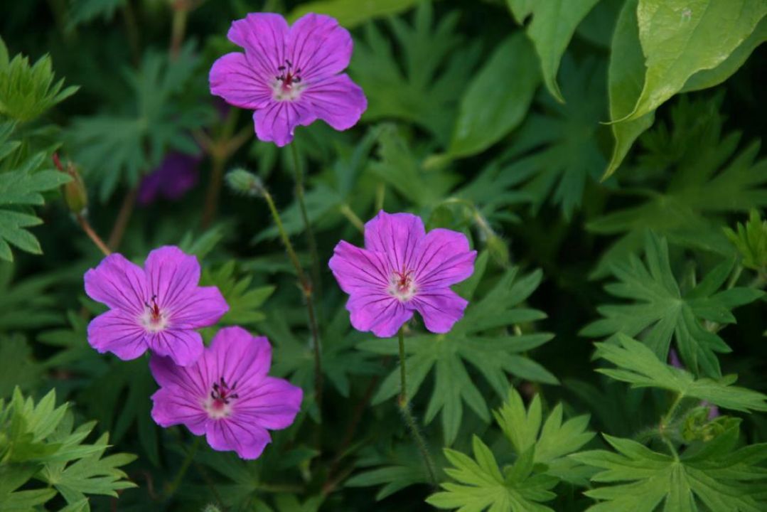 Geranium 'Tiny Monster' - Ooievaarsbek | De Tuinen van Appeltern