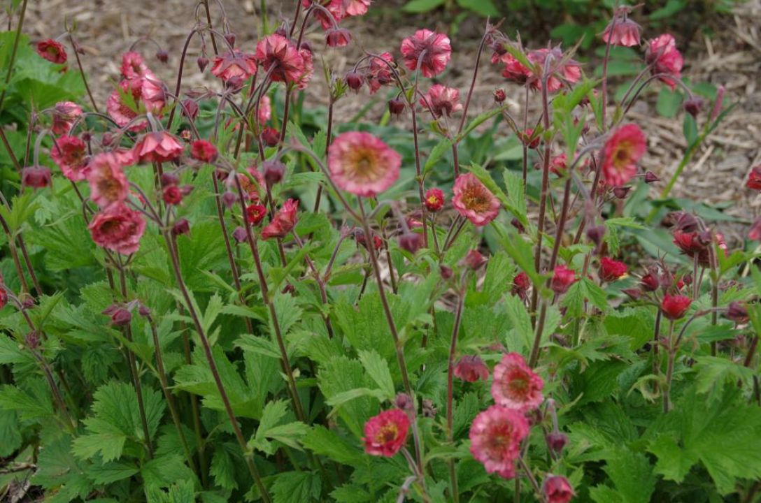 Geum 'Bell Bank' - Nagelkruid | De Tuinen van Appeltern
