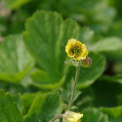 Geum 'Lemon Drops' - Nagelkruid | De Tuinen van Appeltern