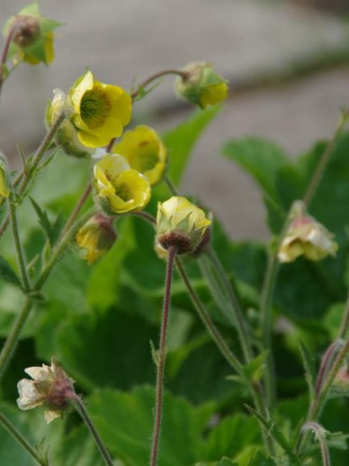 Geum 'Lemon Drops' - Nagelkruid | De Tuinen van Appeltern