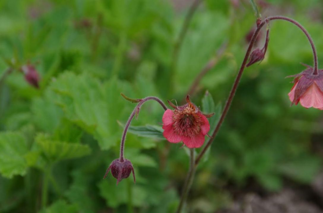 Geum rivale 'Leonard's Variety' - Knikkend nagelkruid | De Tuinen van ...