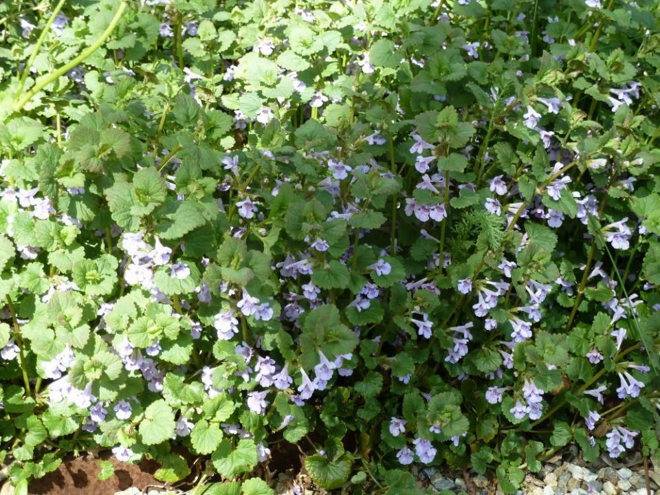 Glechoma hederacea - Hondsdraf | De Tuinen van Appeltern