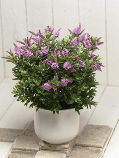 Hebe 'Addenda Mette' (='Mette') - Struikveronica | De Tuinen van Appeltern