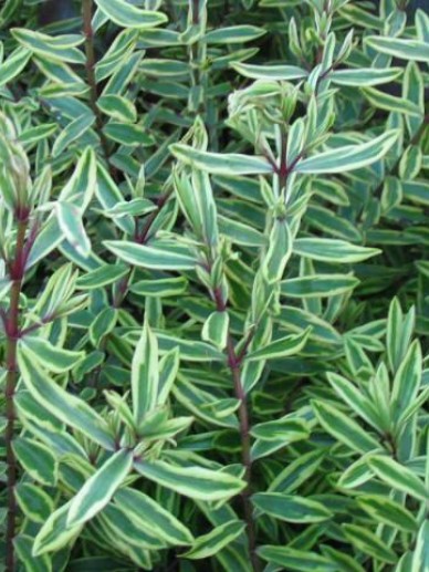 Hebe 'Purple Shamrock' (='Neprock') - Struikveronica | De Tuinen van ...