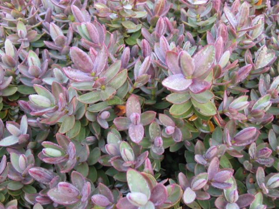 Hebe 'Red Edge' - Struikveronica | De Tuinen van Appeltern