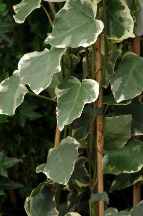 Hedera colchica 'Dentata Variegata' - Klimop | De Tuinen van Appeltern