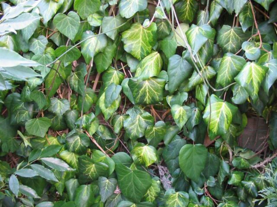 Hedera colchica 'Sulphur Heart' - Klimop | De Tuinen van Appeltern