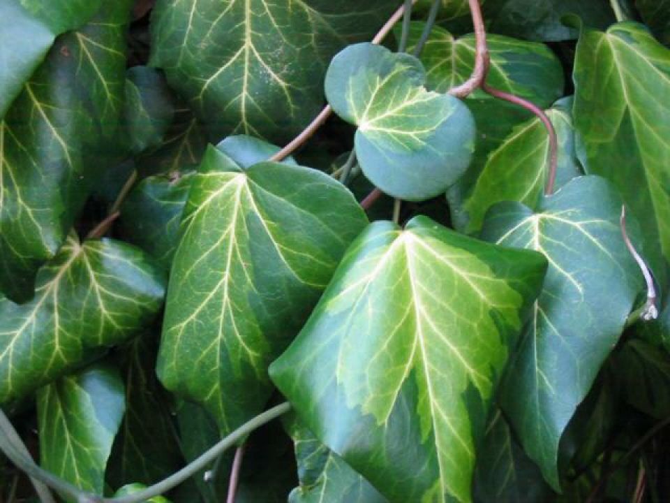 Hedera colchica 'Sulphur Heart' - Klimop | De Tuinen van Appeltern